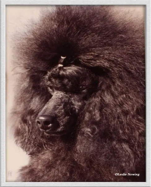 Random Wind Poodles | Lucky To Begin With A Black Miniature Poodle